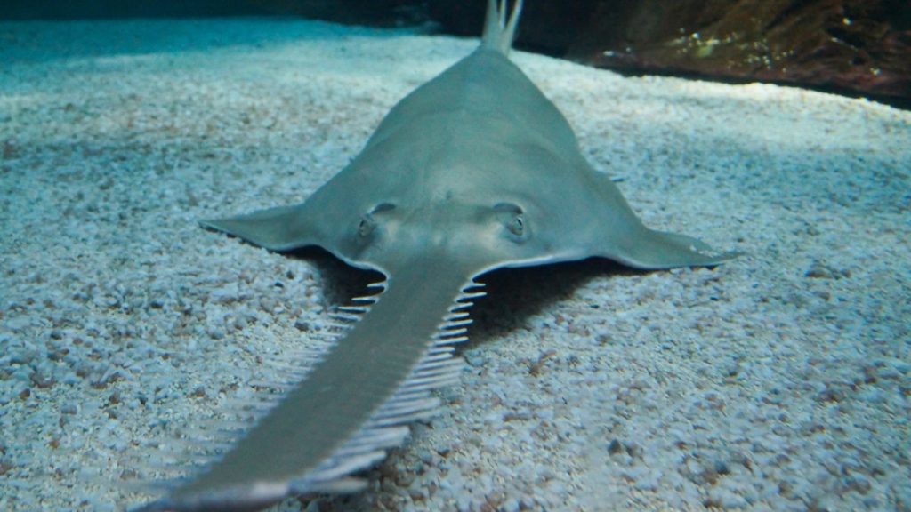 Mystery Surrounds Abnormal Behavior and Deaths of Endangered Sawfish in ...