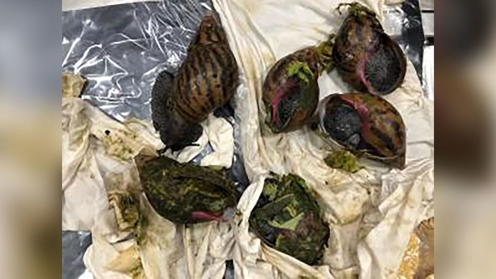 Detroit Customs Seize Invasive Giant African Snails – Davidson News